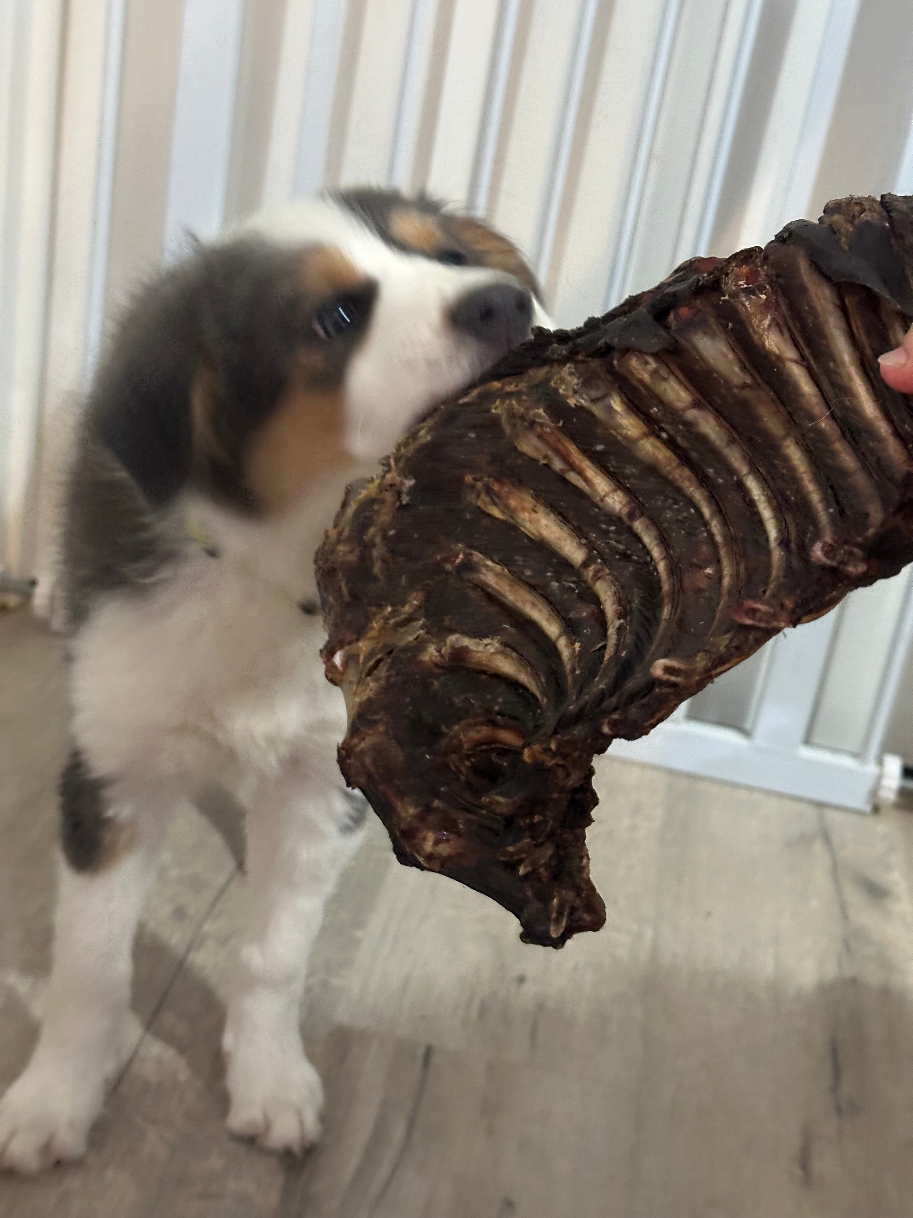 1x Just Kangaroo Rib Racks – Pets Nation